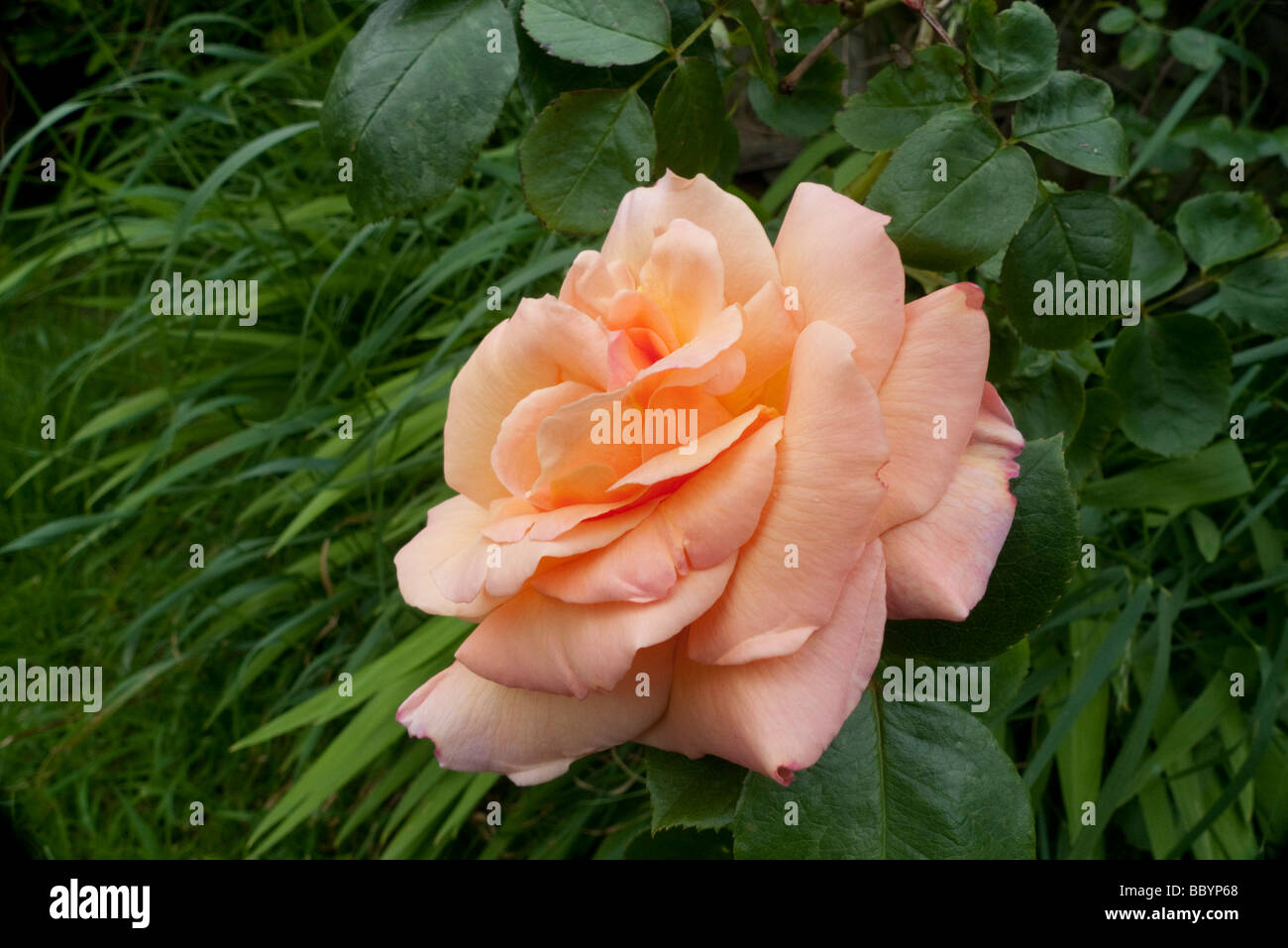 Bouquet salmon pink roses hi-res stock photography and images - Alamy