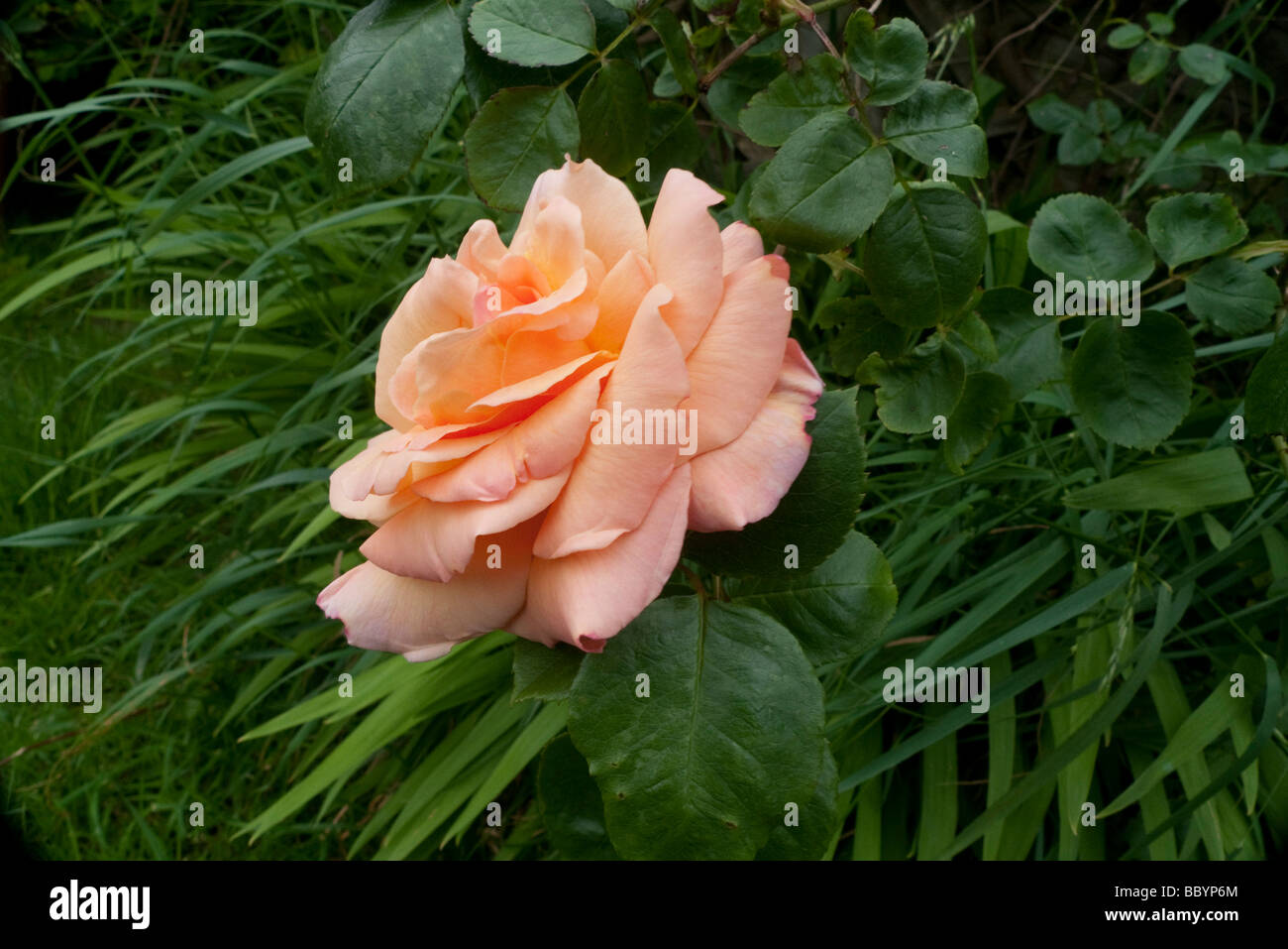Pink salmon rose flower in full bloom, green leaves.90869 Roses Stock ...