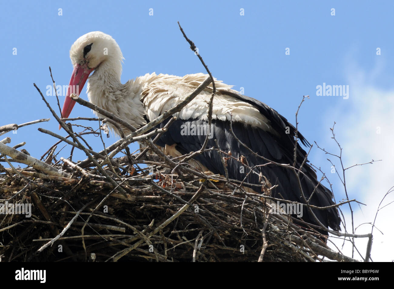 Ukraine nest hi-res stock photography and images - Alamy