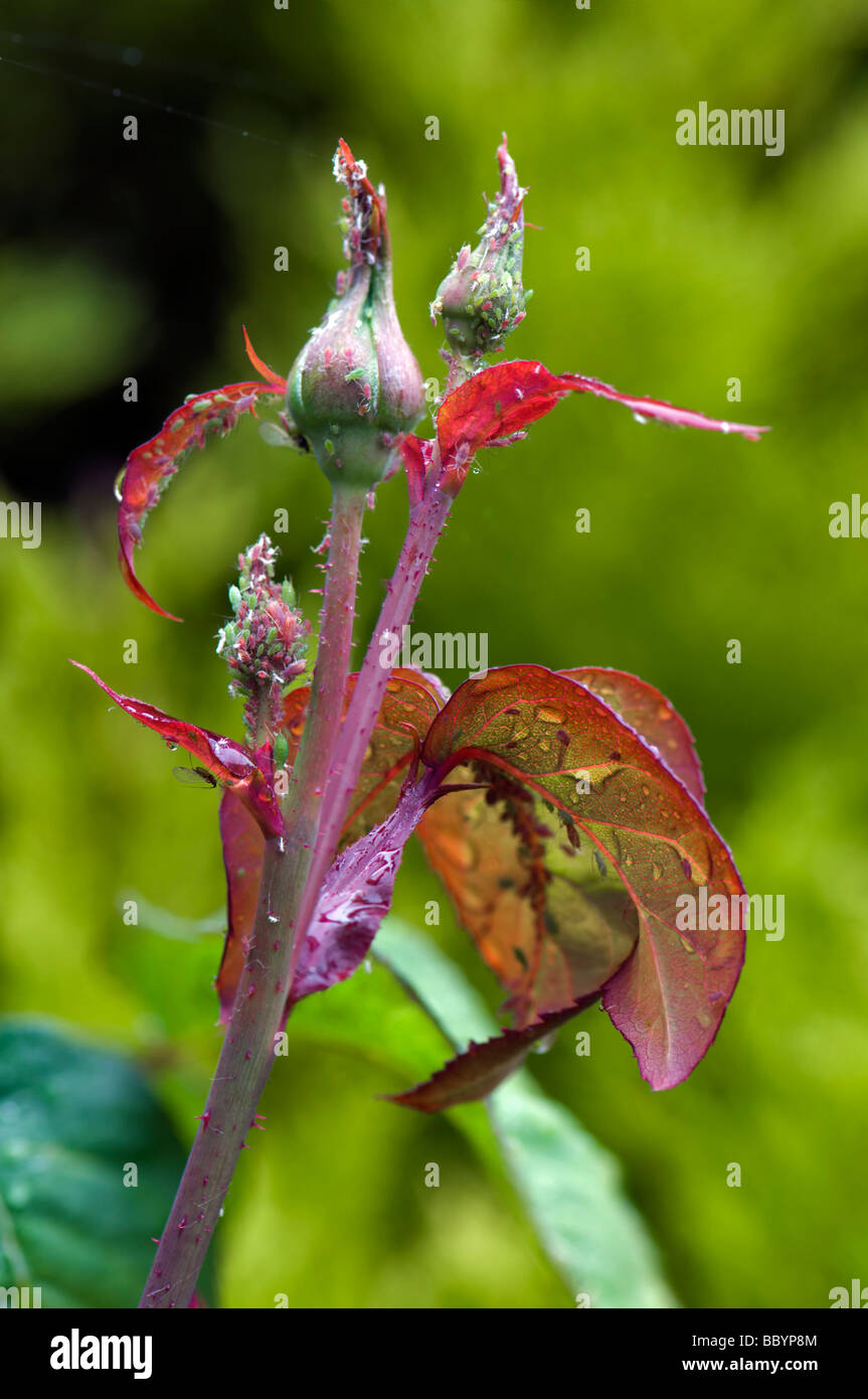 Greenfly or aphid infestation on rose buds Stock Photo - Alamy
