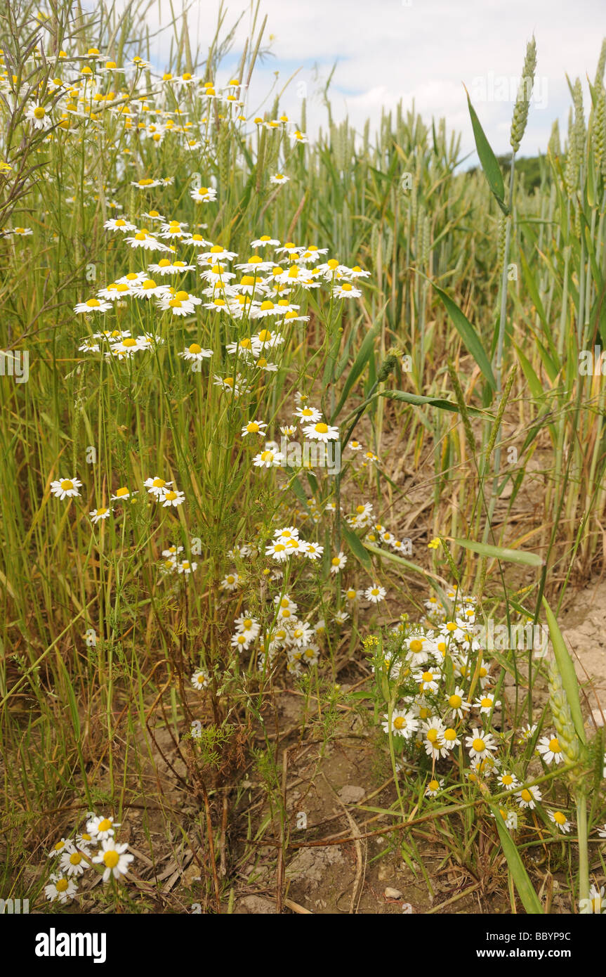 Arable weeds hi-res stock photography and images - Alamy