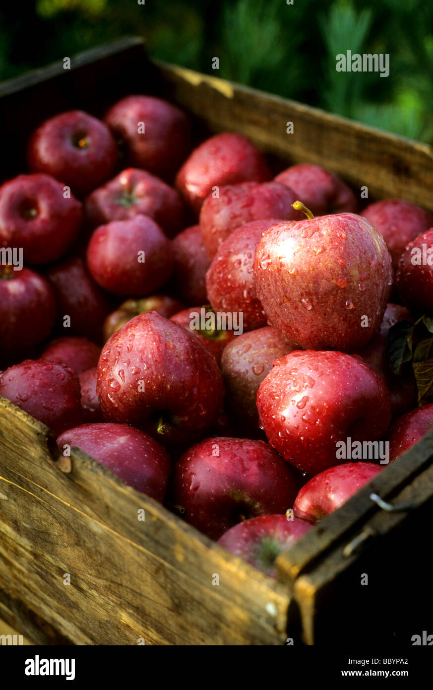 Apple fruit food fresh harvest box wood crisp nutrition red Stock Photo ...