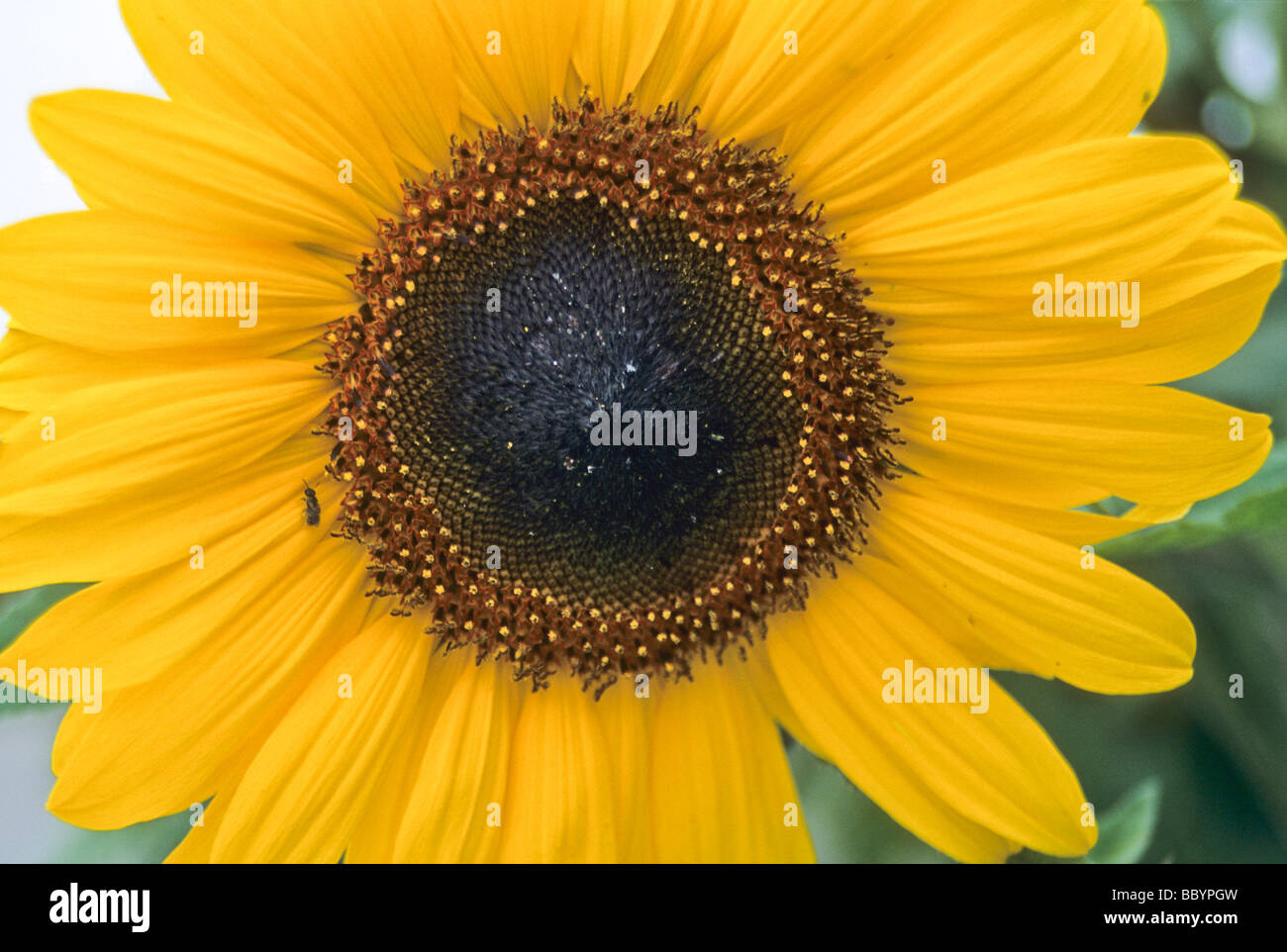 sunflower flower blossom seed pattern shape gold yellow plant nature ...