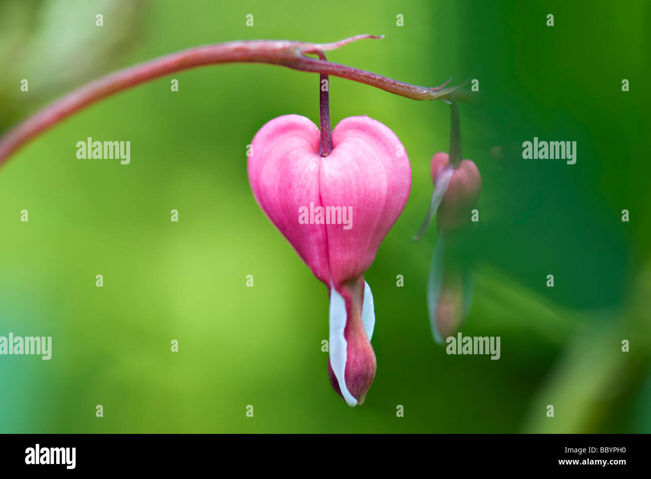 Close up of pink bleeding heart flower against vivid green out of focus ...