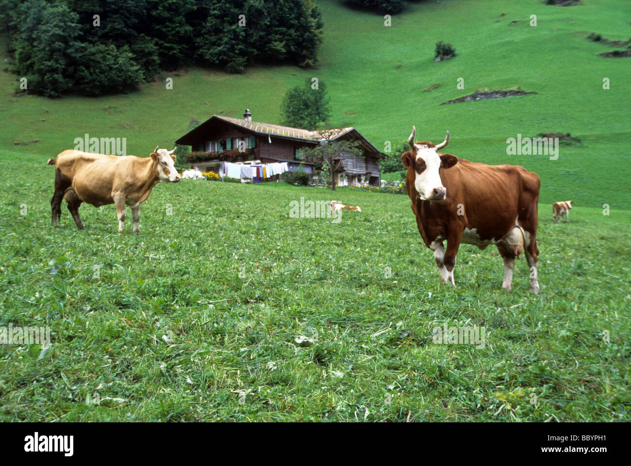 Swiss Switzerland farm green grass waterfall cliff rustic scene cow ...