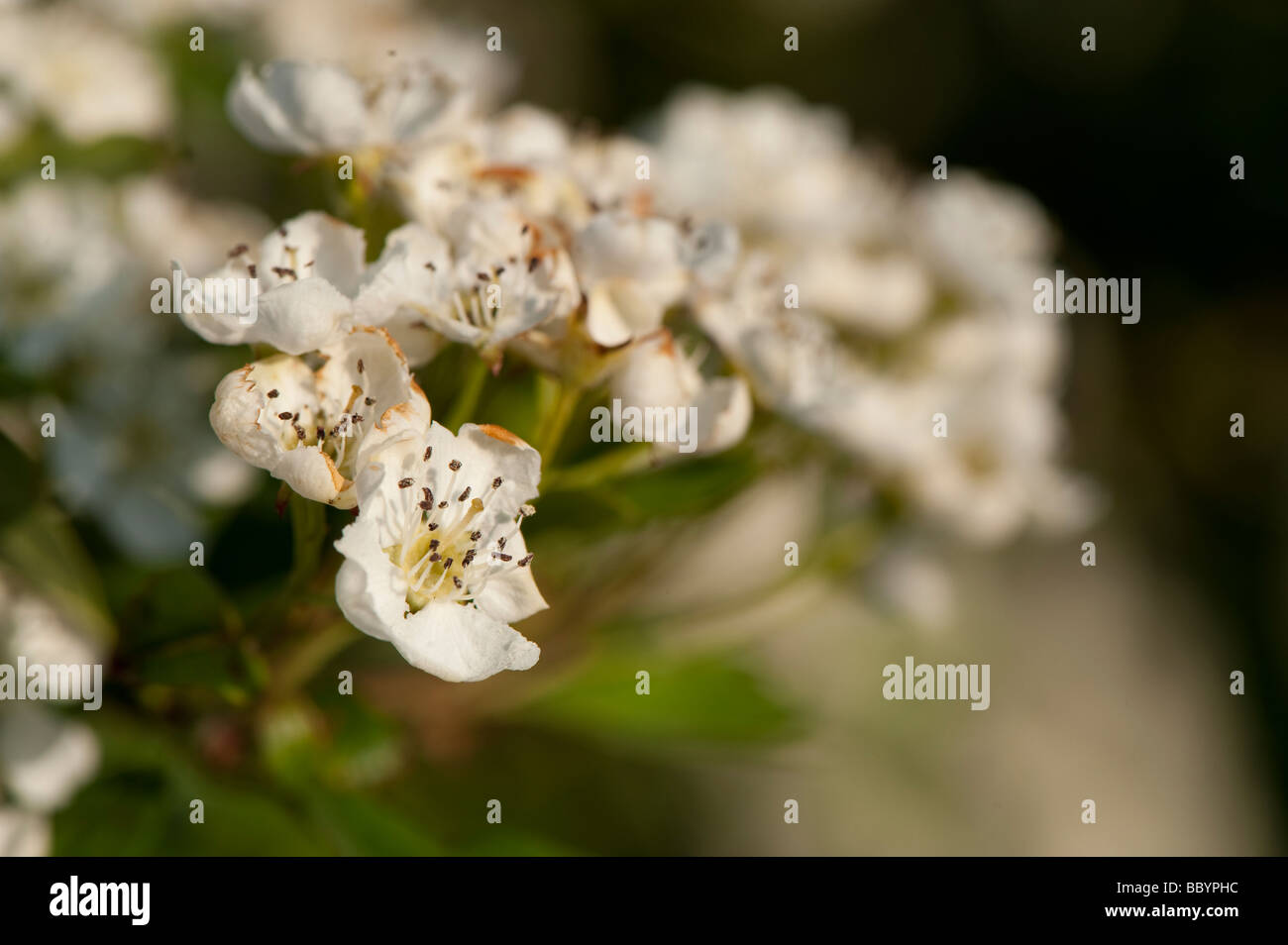 English hawthorns hi-res stock photography and images - Alamy