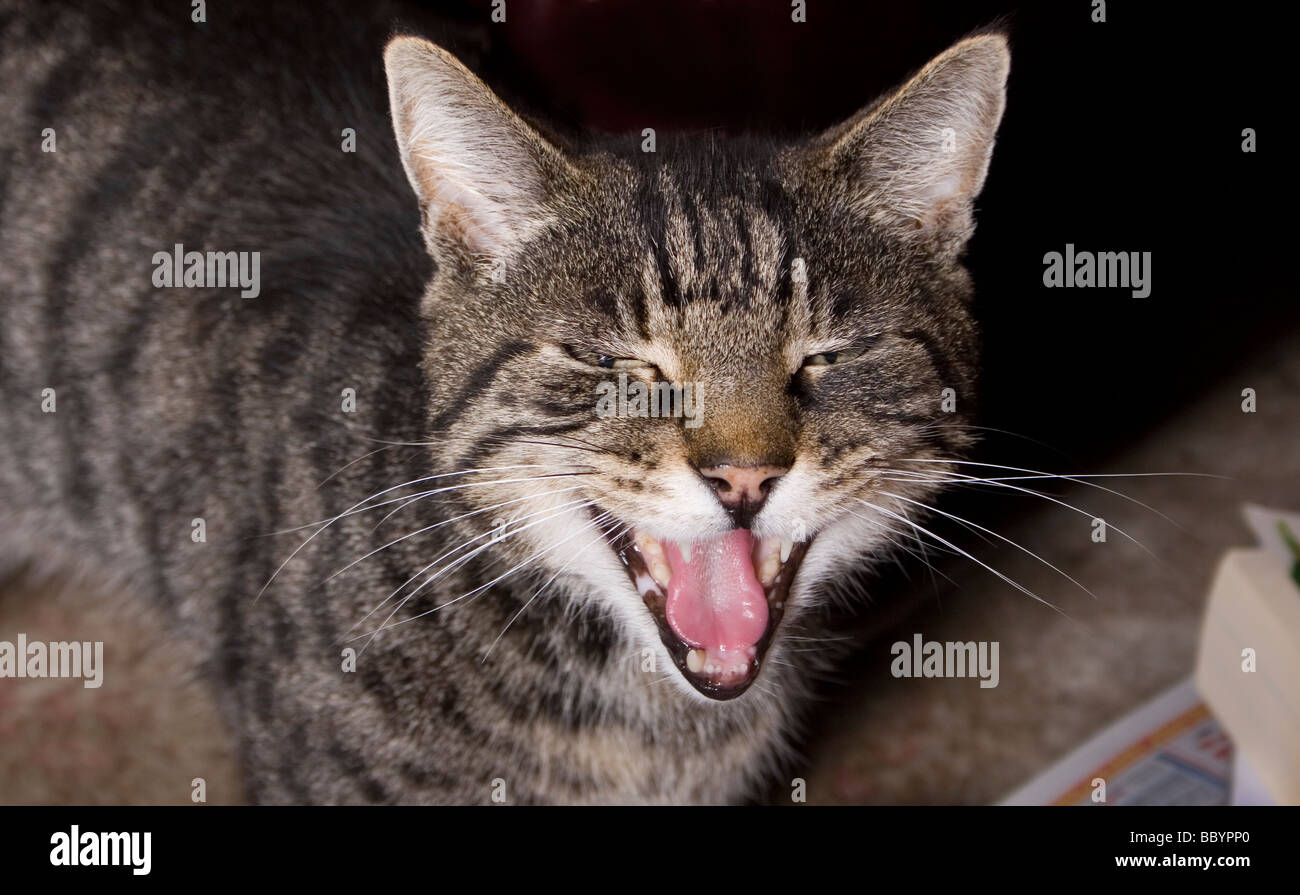tabby cat bearing teeth or meowing Stock Photo - Alamy