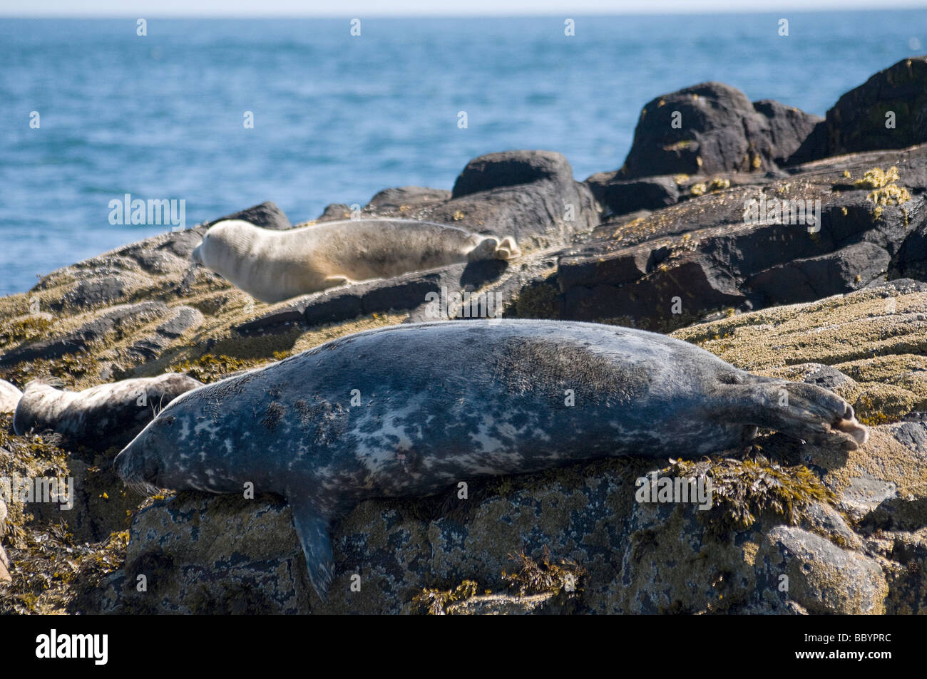 Wildlife grey seal hi-res stock photography and images - Alamy