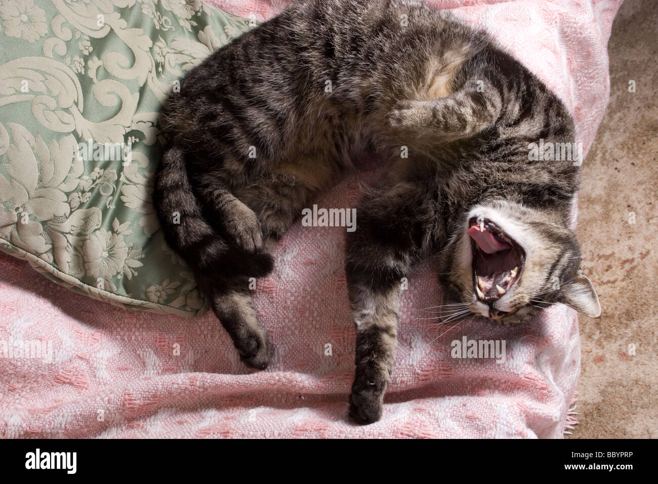 Bearing teeth hi-res stock photography and images - Alamy