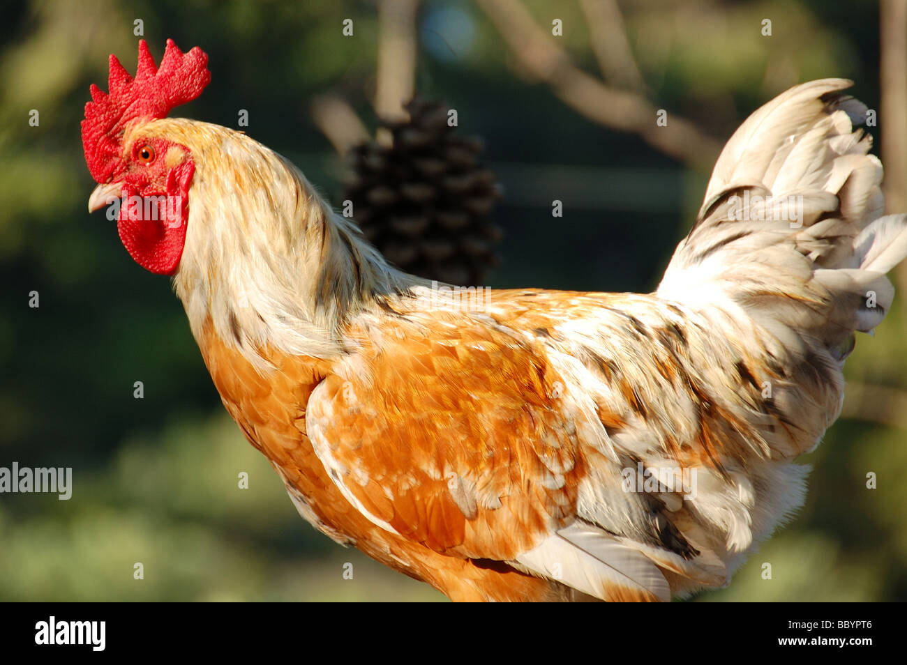 Free range rooster in natural environment Stock Photo - Alamy