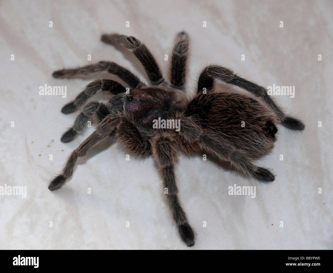 Pet Chile Rose Tarantula Spider 1 Stock Photo - Alamy