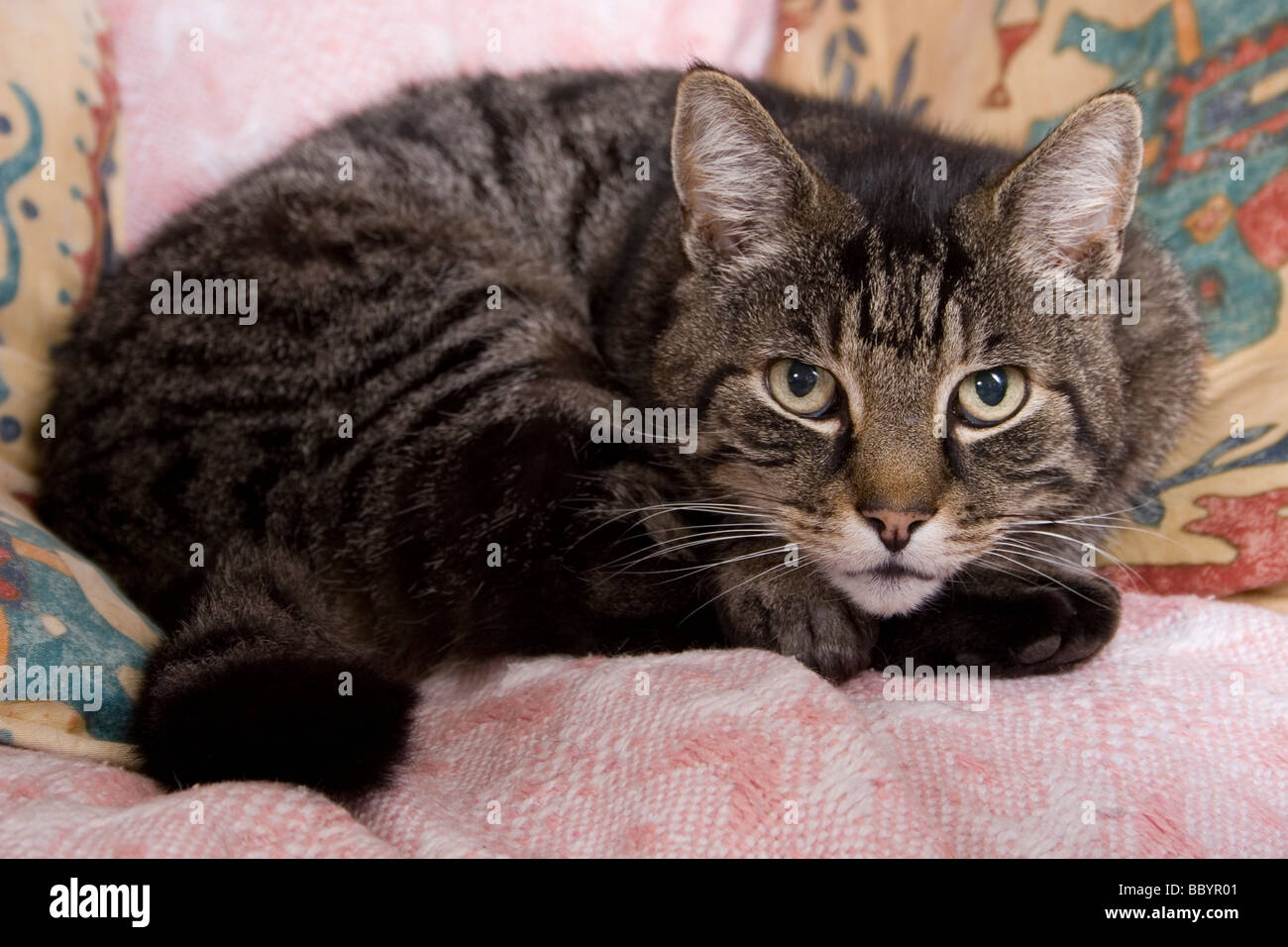 nervous looking tabby cat Stock Photo - Alamy