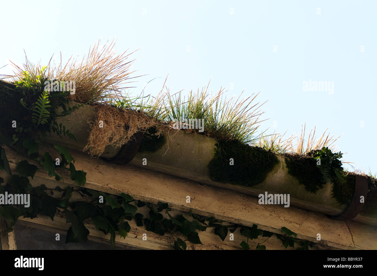 Plants growing in a gutter Stock Photo - Alamy