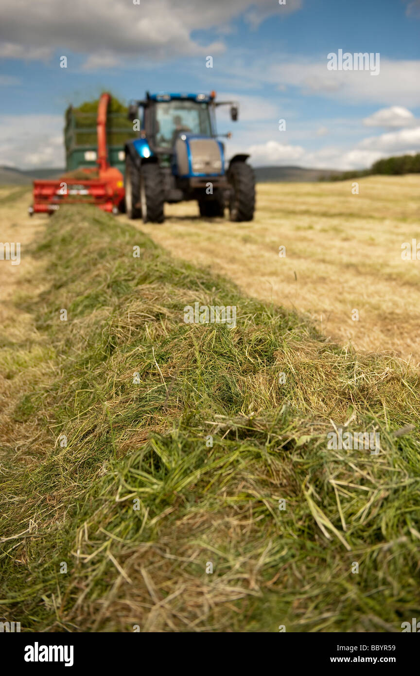 looking up a row of grass towards a tractor pulling a forage harvester ...