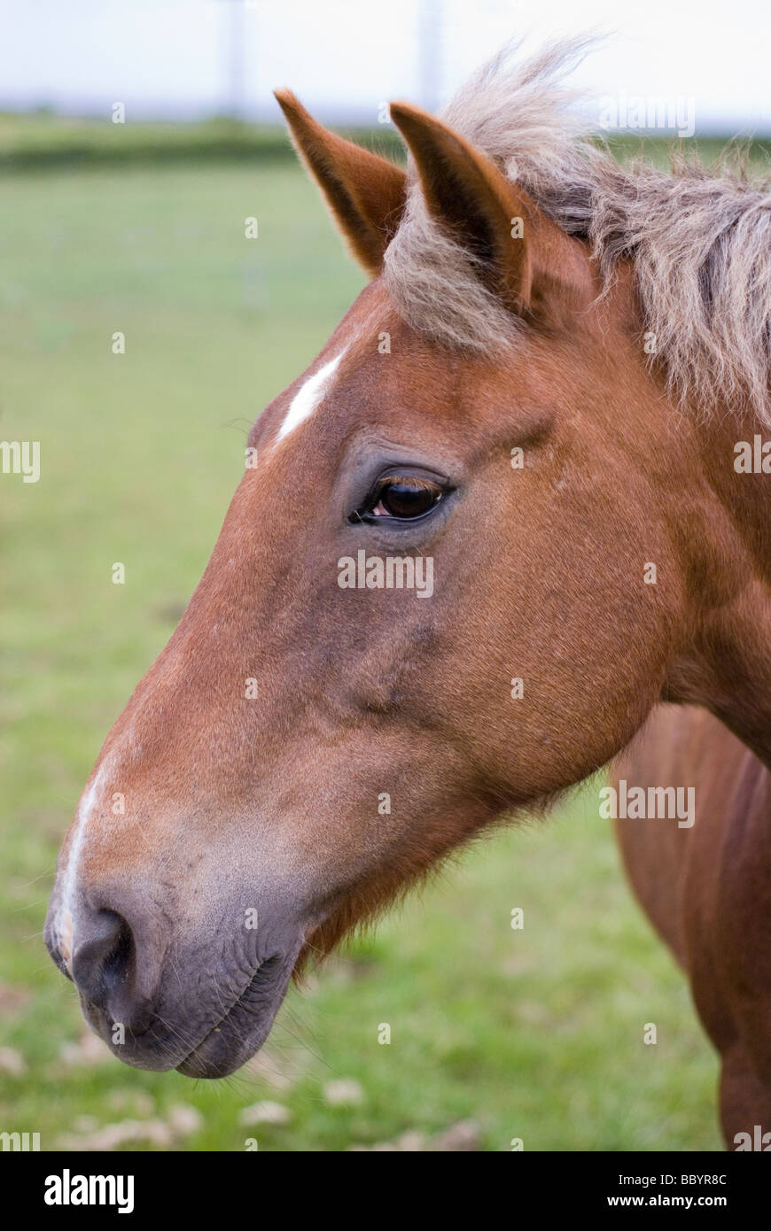 Pony mare head portrait Stock Photo - Alamy