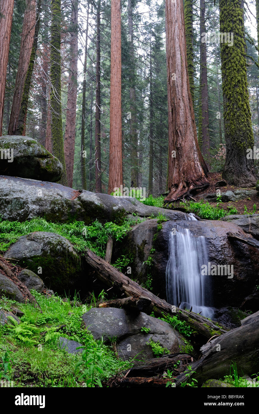 Forest stream in Sequoia National Park, California Stock Photo - Alamy