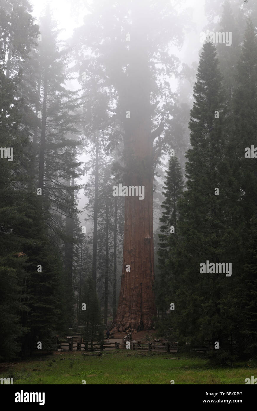 General Sherman sequoia tree in Sequoia National Park, California Stock ...
