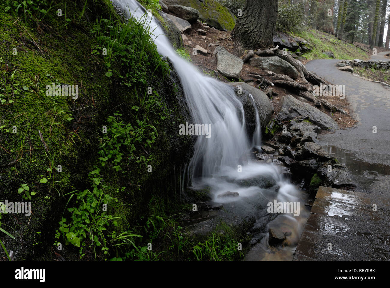 Stream in a forest in Sequoia National Park, California Stock Photo - Alamy