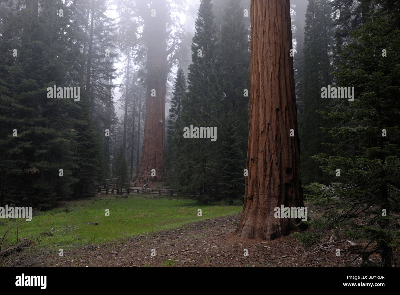 Green forest in california hi-res stock photography and images - Alamy