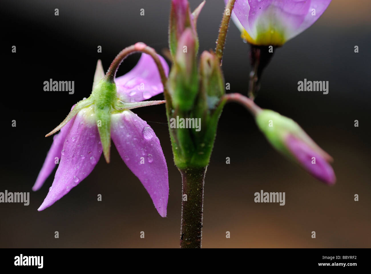 Colorful alpine flower meadow hi-res stock photography and images - Alamy