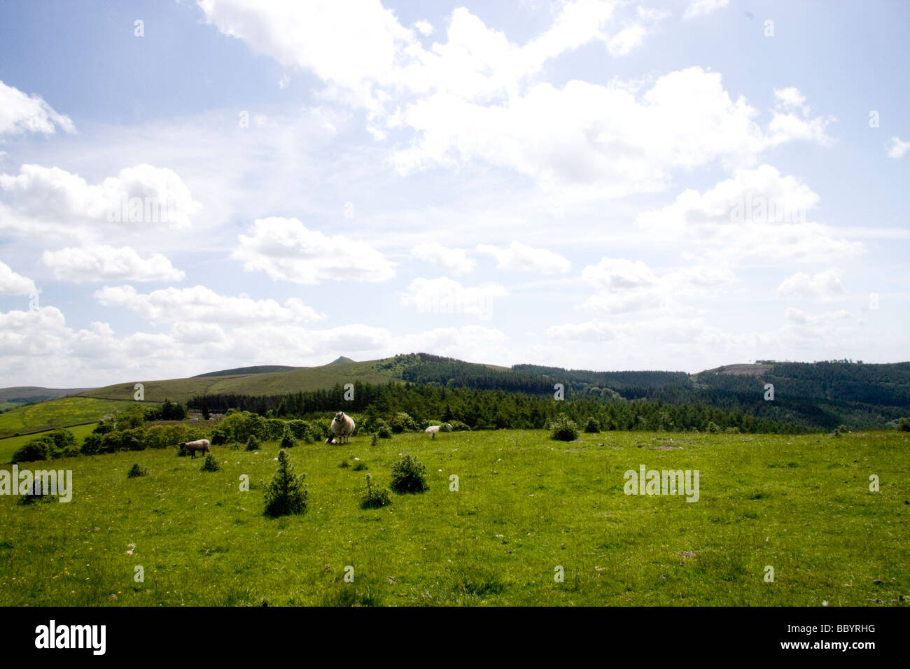 sheep, with a view looking across towards the 'cat and fiddle' in the ...