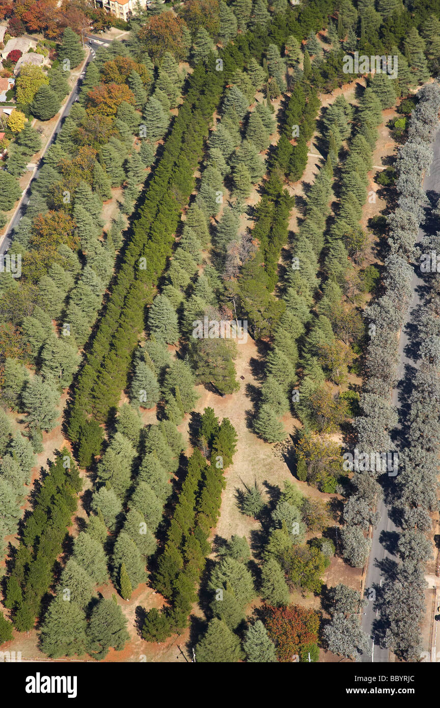 Rows of Conifers Haig Park Canberra ACT Australia aerial Stock Photo ...