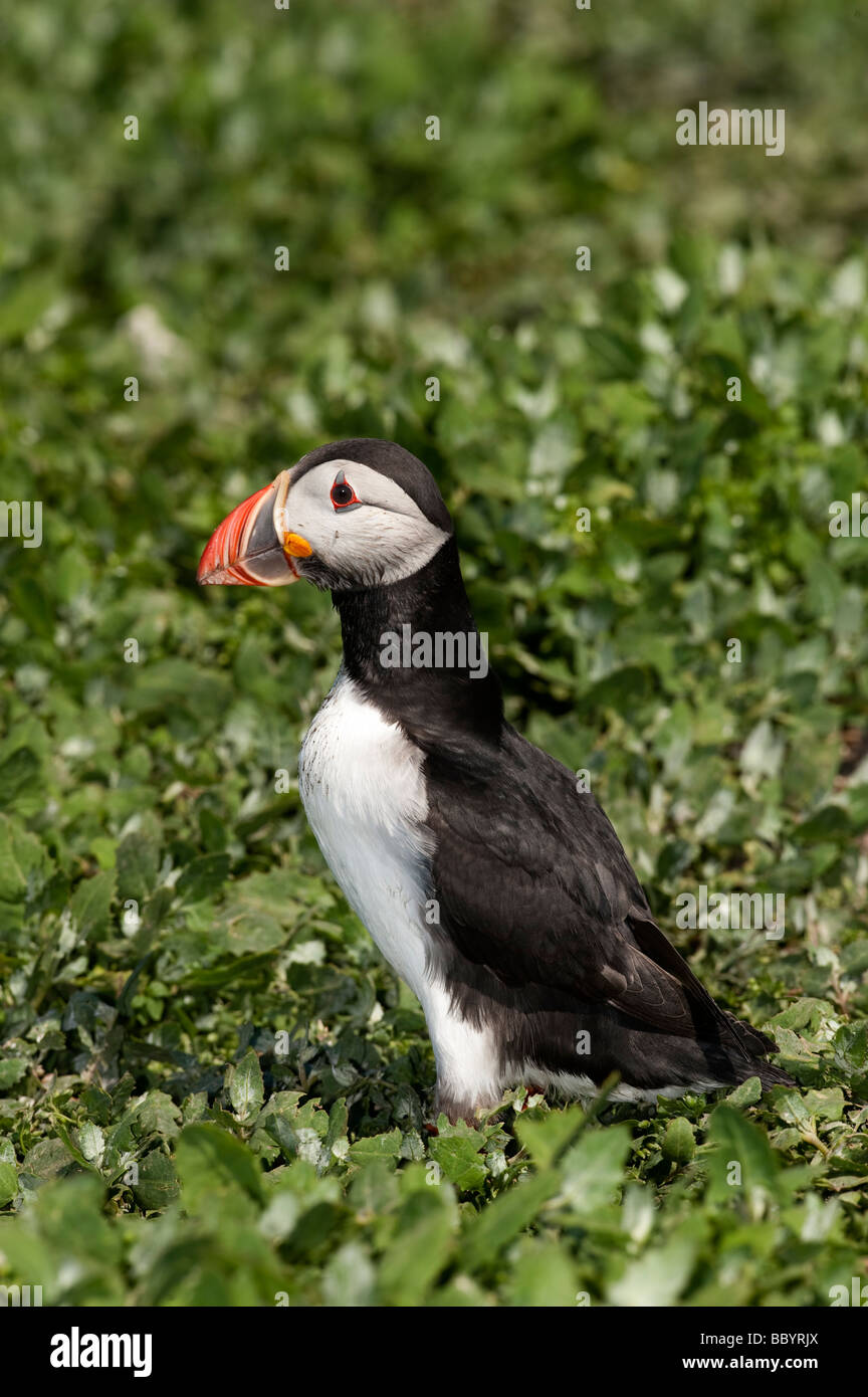 Atlantic puffin near nest hi-res stock photography and images - Alamy