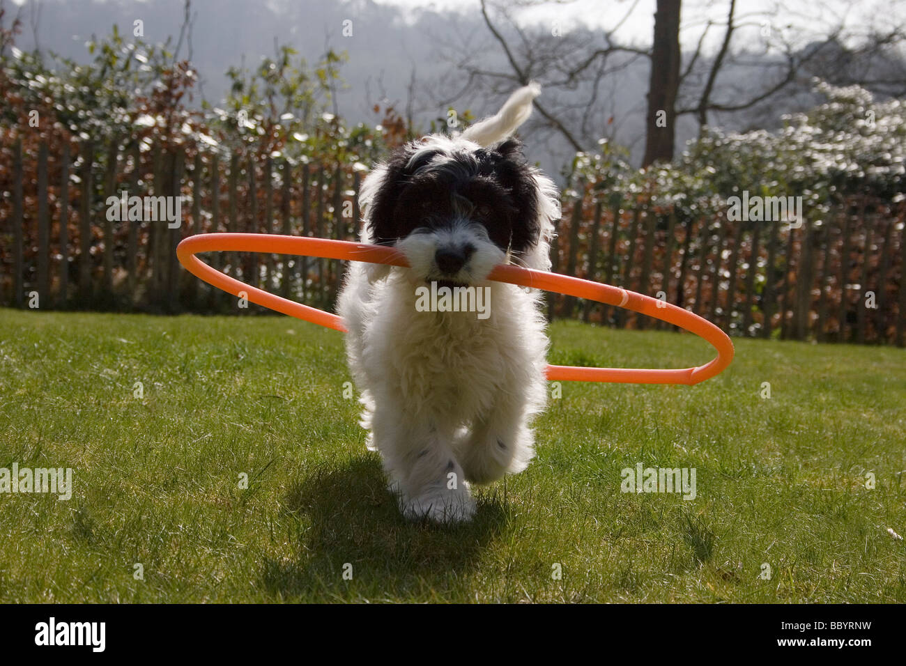 cockerpoo puppy running with large hoop Stock Photo - Alamy