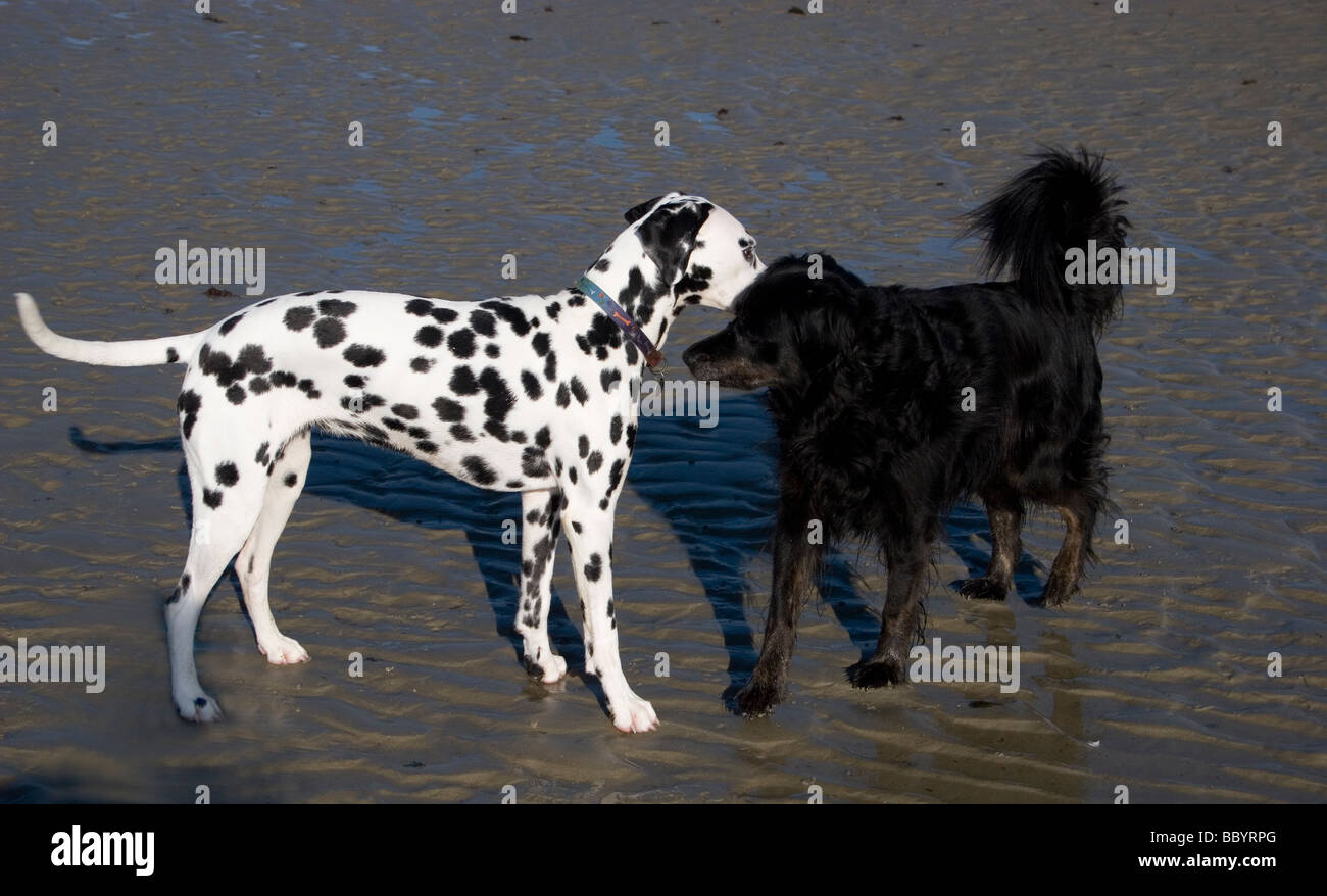 dalmation and collie cross dogs sniffing each other Stock Photo - Alamy