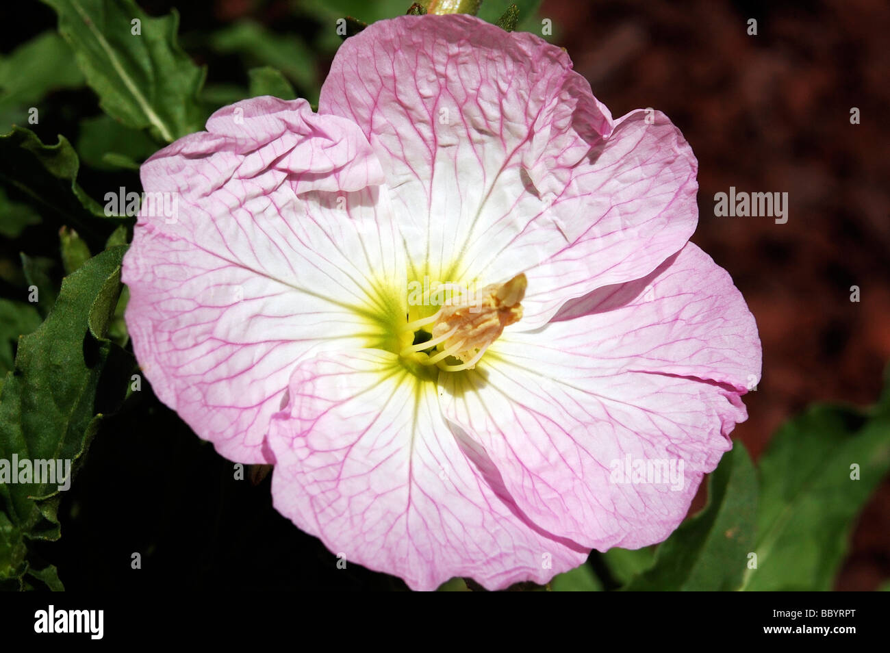 Oenothera siskiyou hi-res stock photography and images - Alamy