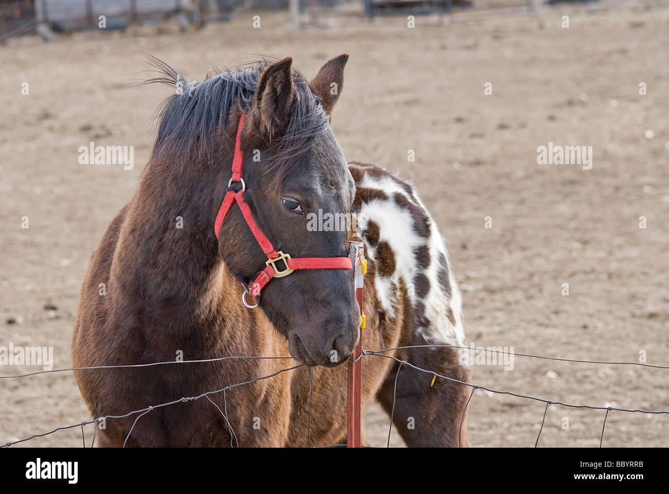 Shy horse hi-res stock photography and images - Alamy
