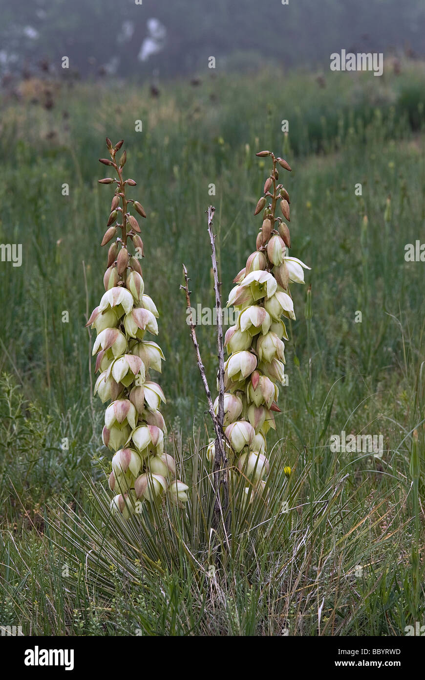 Two flowering narrow-leaved yucca Stock Photo - Alamy