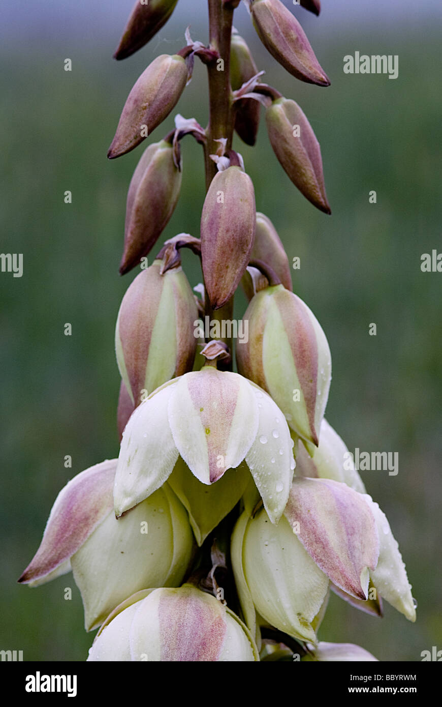 Close-up of flowering narrow-leaved yucca Stock Photo - Alamy