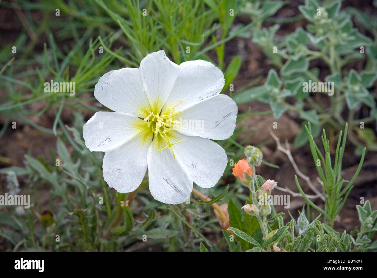 White Evening Primrose
