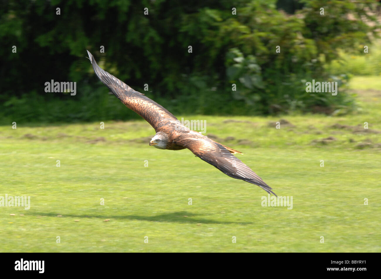 Red Kite in flight Stock Photo - Alamy