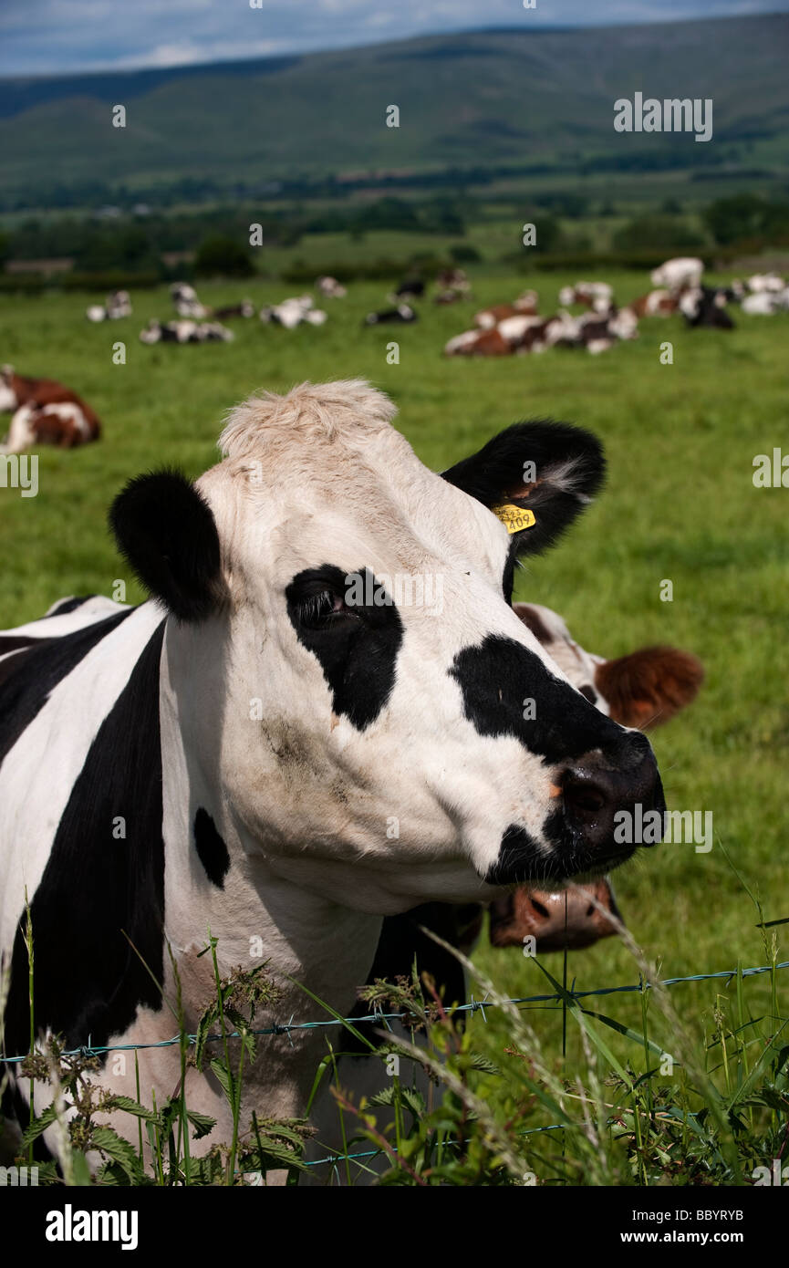 Crossbred Normande dairy cow looking over a barb wire fence Cumbria ...
