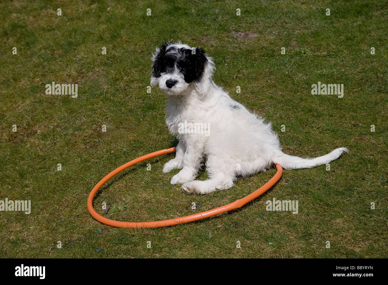 portrait cockerpoo pup sitting inside large orange hoop Stock Photo - Alamy