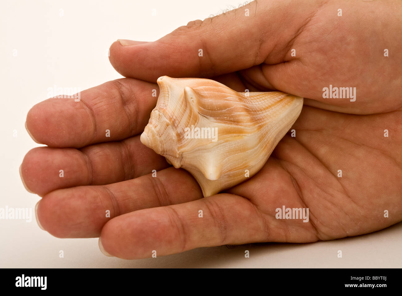A small conch sea shell being held in the palm of a hand Stock Photo ...