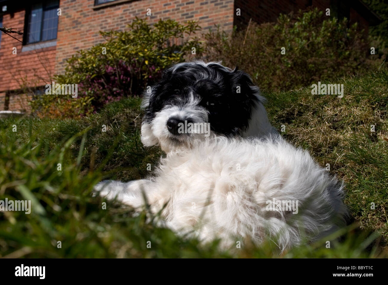 portrait cockerpoo puppy outdoors Stock Photo - Alamy