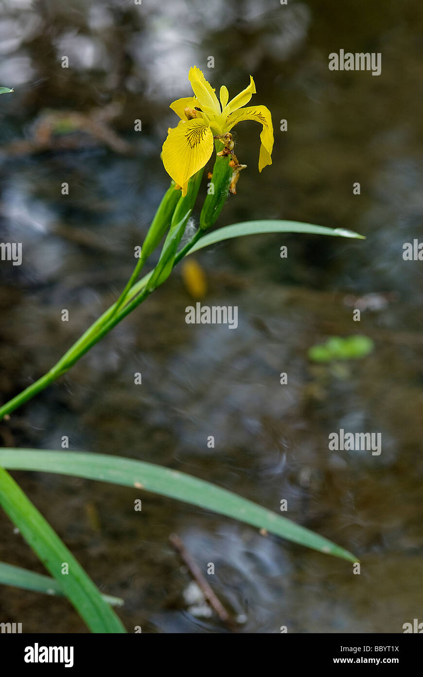 yellow iris growing by a stream Stock Photo - Alamy