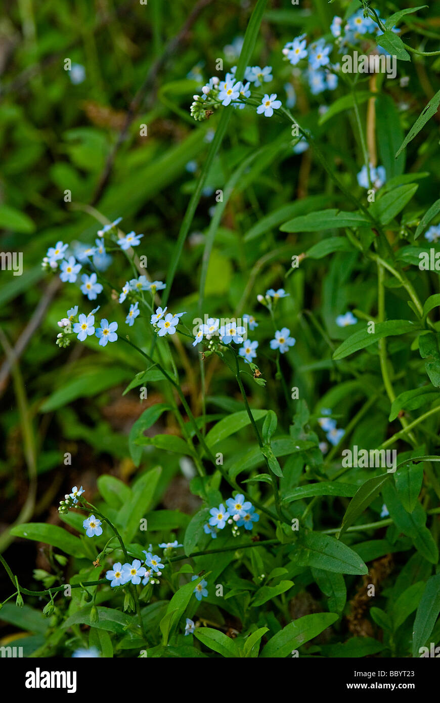 Cluster of forget me nots hi-res stock photography and images - Alamy
