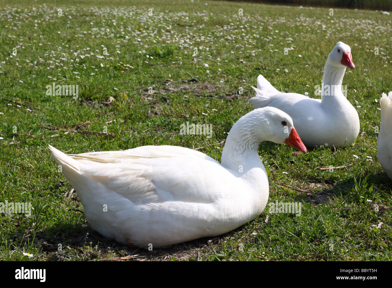 two white gooses on a lawn Stock Photo - Alamy
