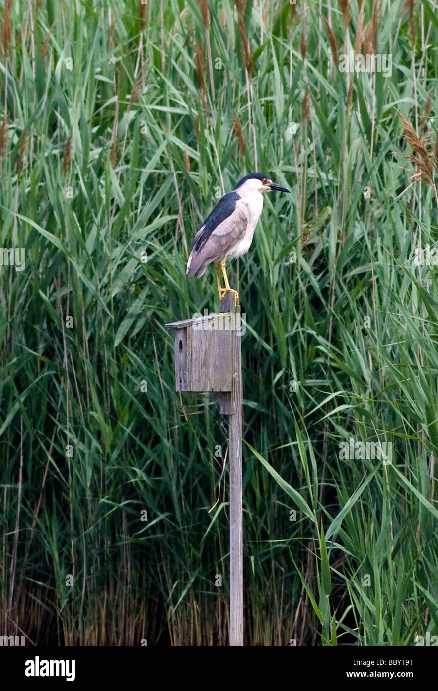 Black crown headed bird hi-res stock photography and images - Alamy