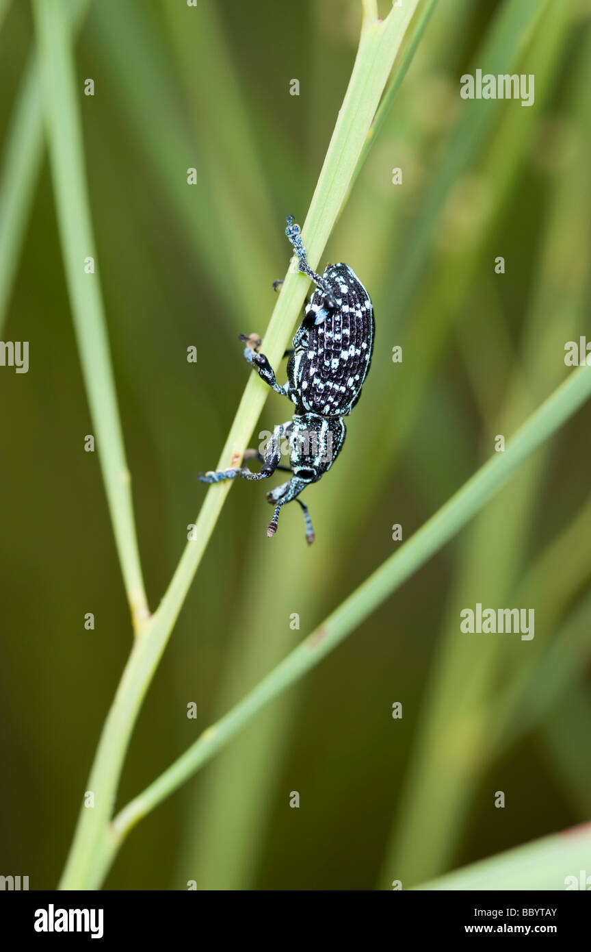 Botany Bay Weevil from Australia, first described by Sir Joseph Banks ...