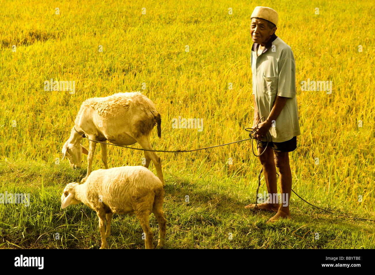 An old man grazing goat in a rice field in evening, Central Java ...