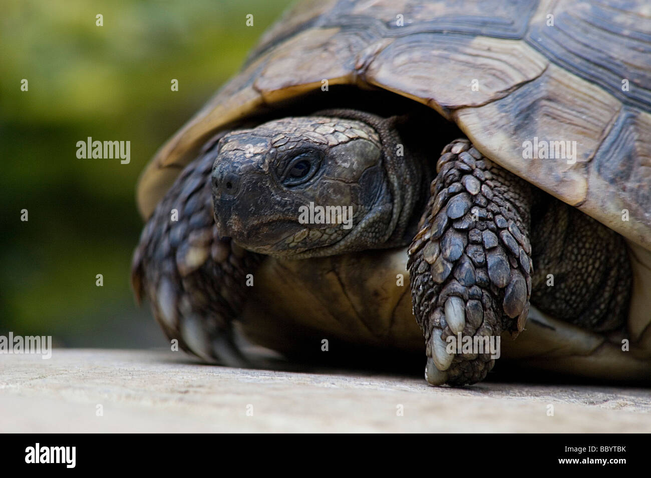 portrait of old tortoise Stock Photo - Alamy