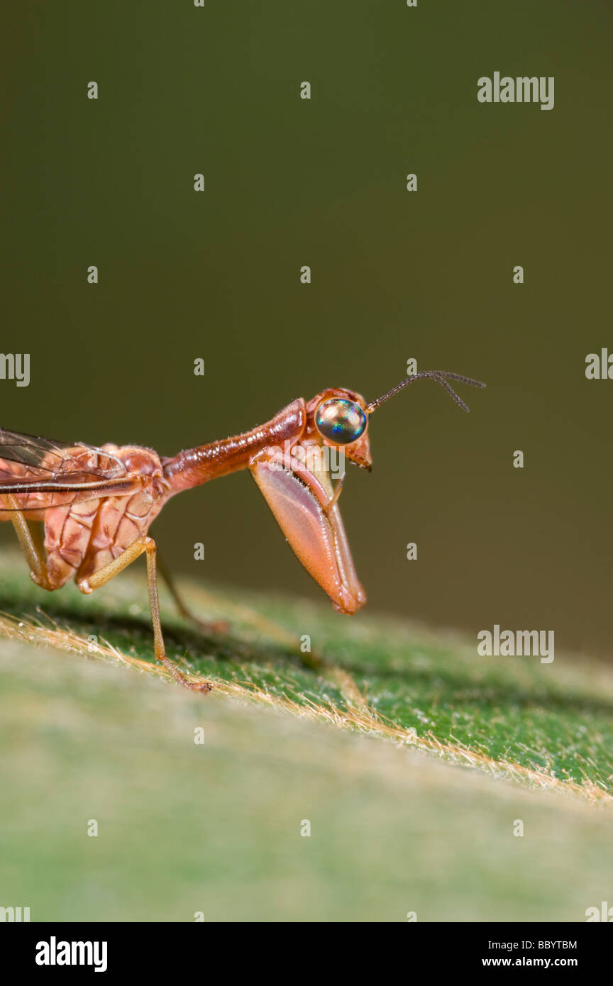 Australian predatory Mantis fly Stock Photo - Alamy