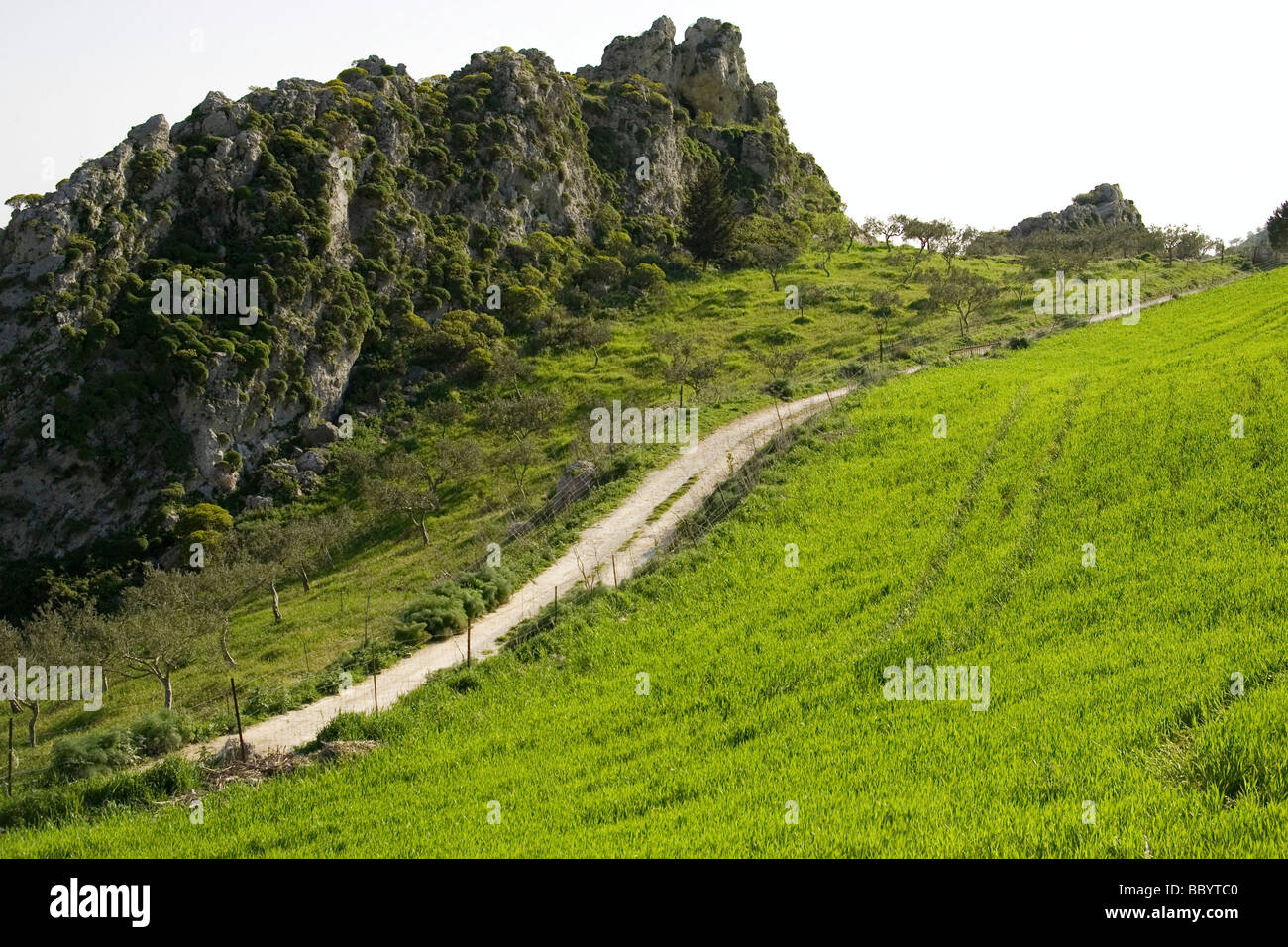 Green fields, dirt road, fields, Province of Agrigento, Sicily, Italy ...