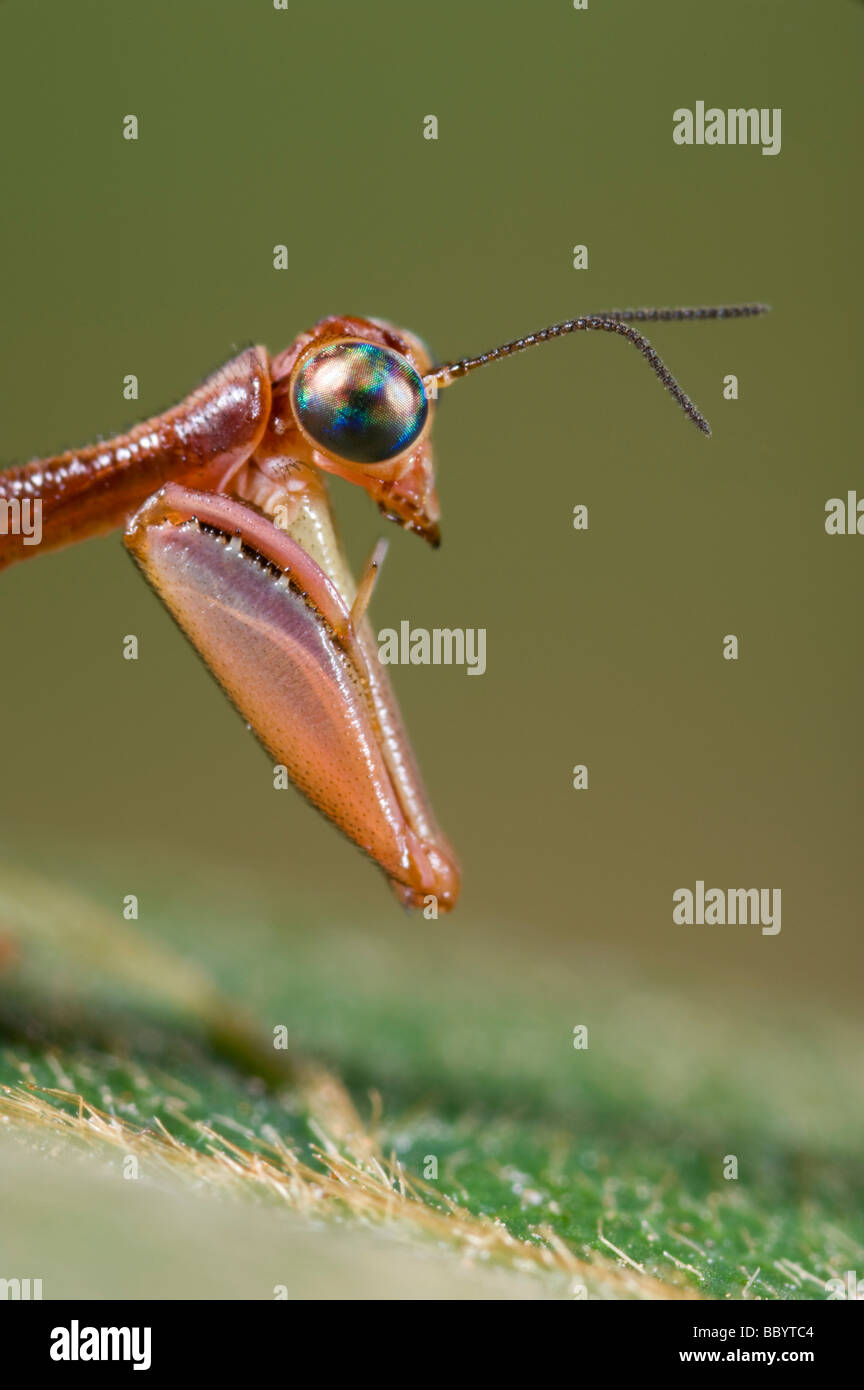 Mantis fly mantispidae hi-res stock photography and images - Alamy
