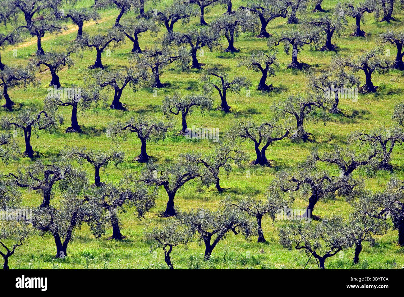 Sicily olive tree hi-res stock photography and images - Alamy